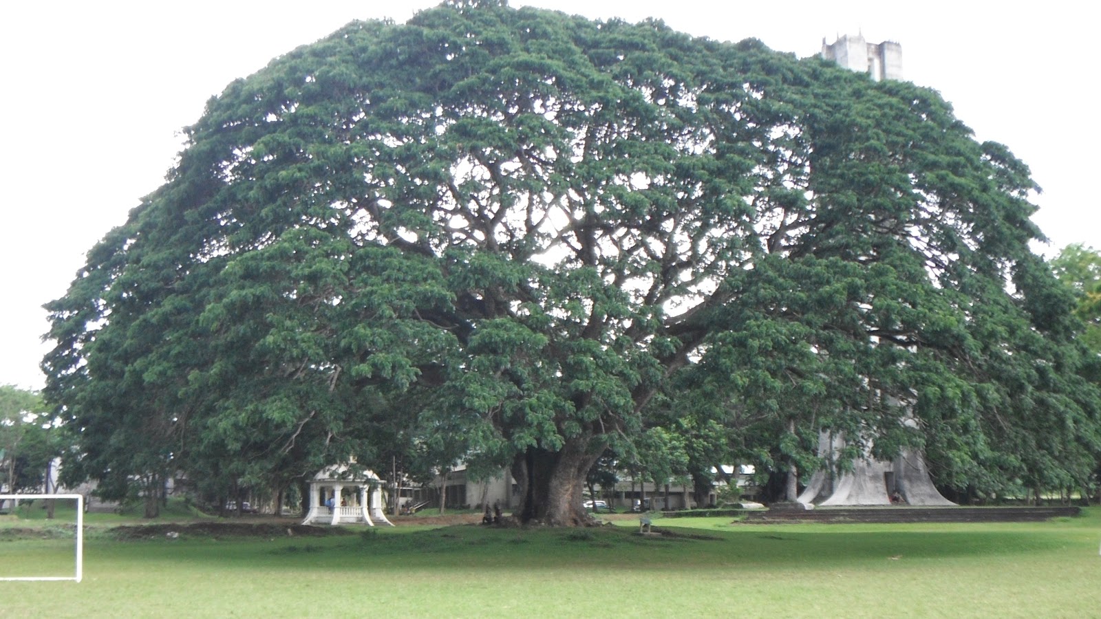 Los Banos, Laguna, Philippines: UPLB Fertility Tree