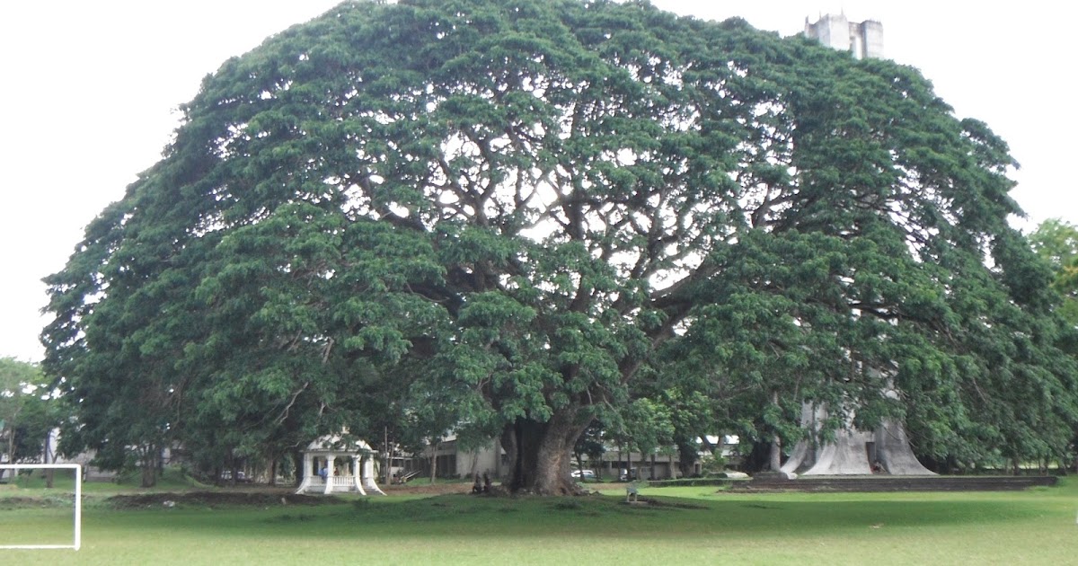 Los Banos, Laguna, Philippines: UPLB Fertility Tree