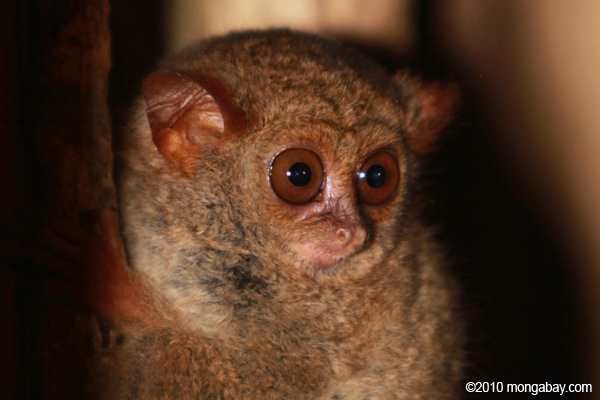 Fauna & Flora Khas Indonesia