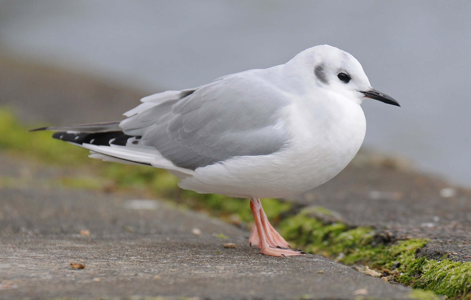 Bill's Birding: How to over-photograph a Bonaparte's Gull