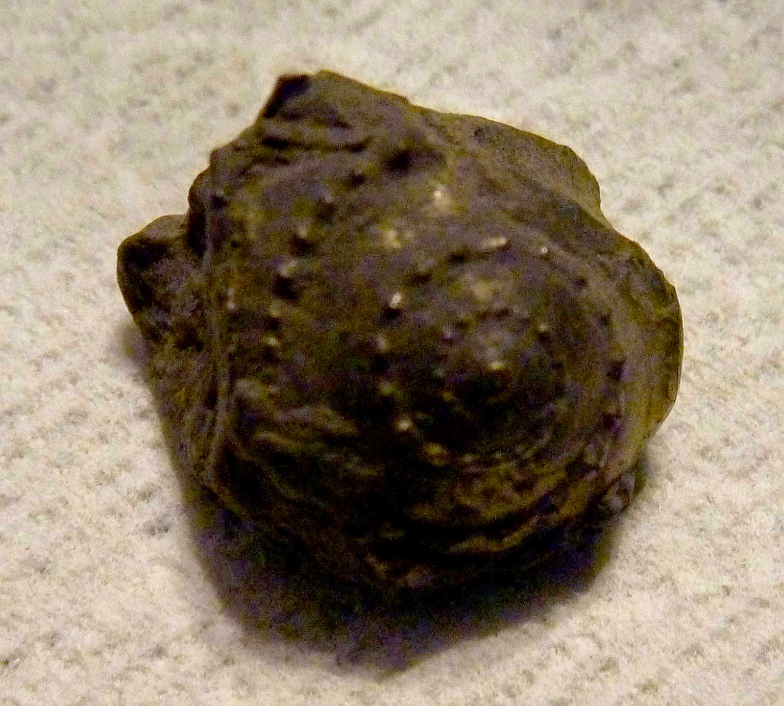 Louisville Fossils and Beyond: Pyrite Trepospira Gastropod Fossil