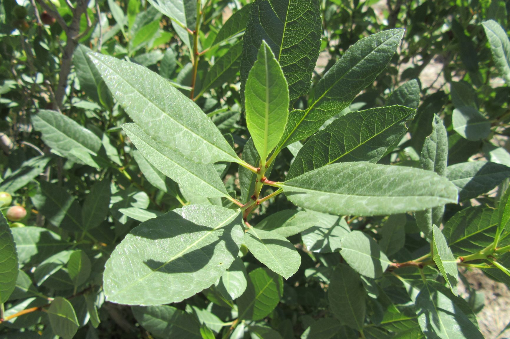 Mother Nature's Montrose Garden: Plant of the Month (July) : Western ...