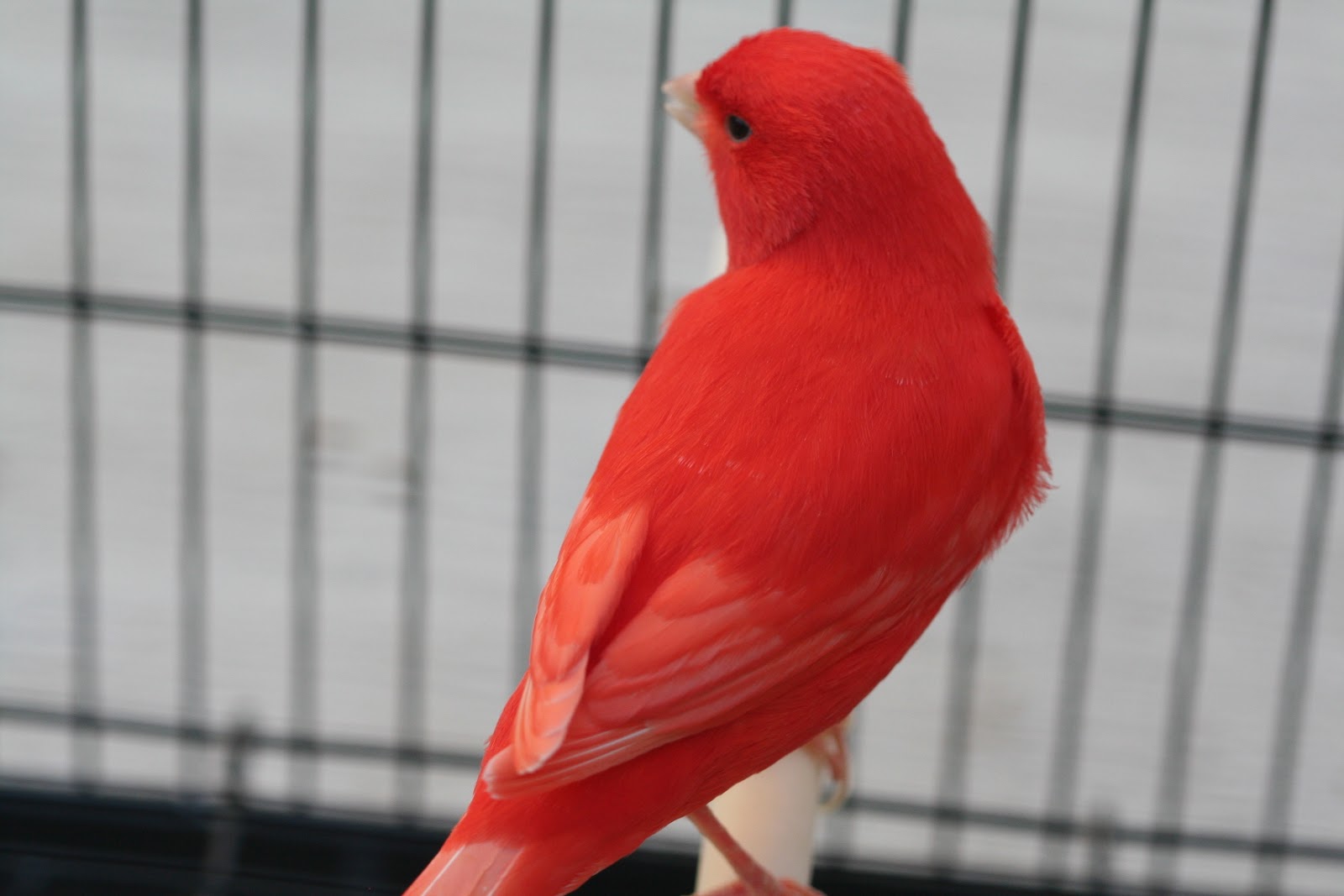 Silva's Birds: Color Canaries 1