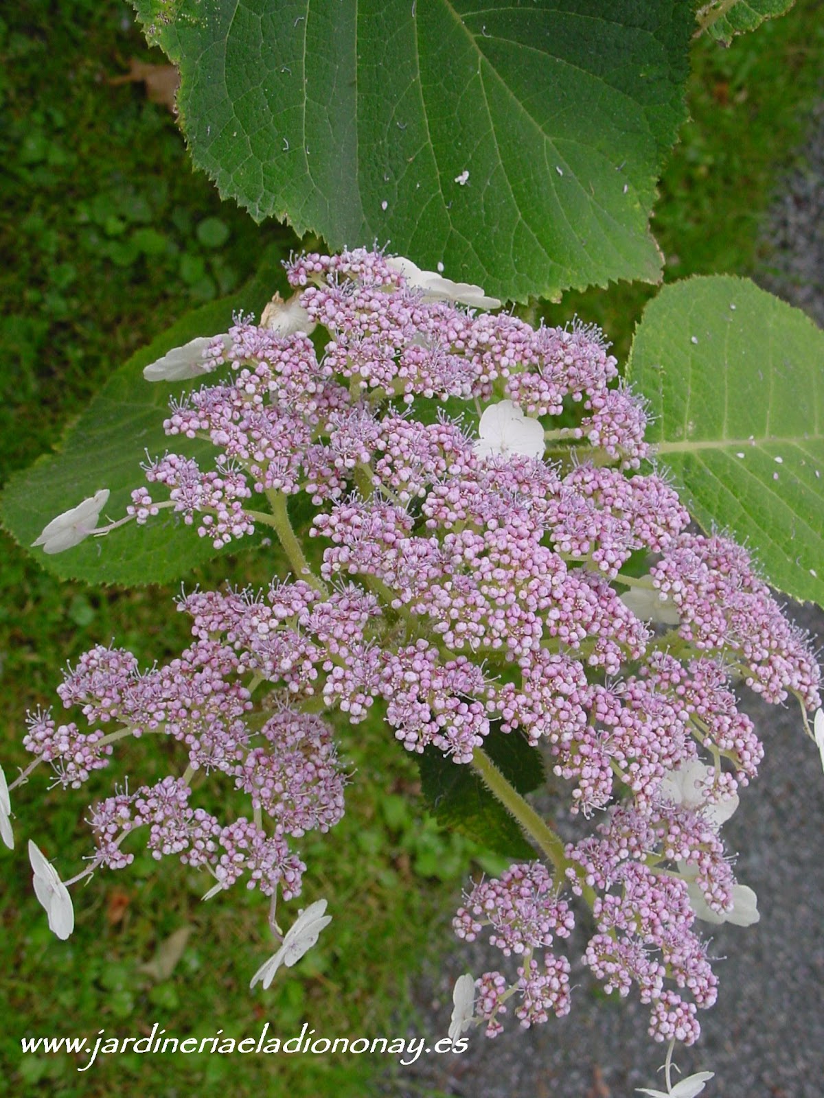 Jardineria Eladio Nonay: HYDRANGREA ASPERA (Jardinería Eladio Nonay)
