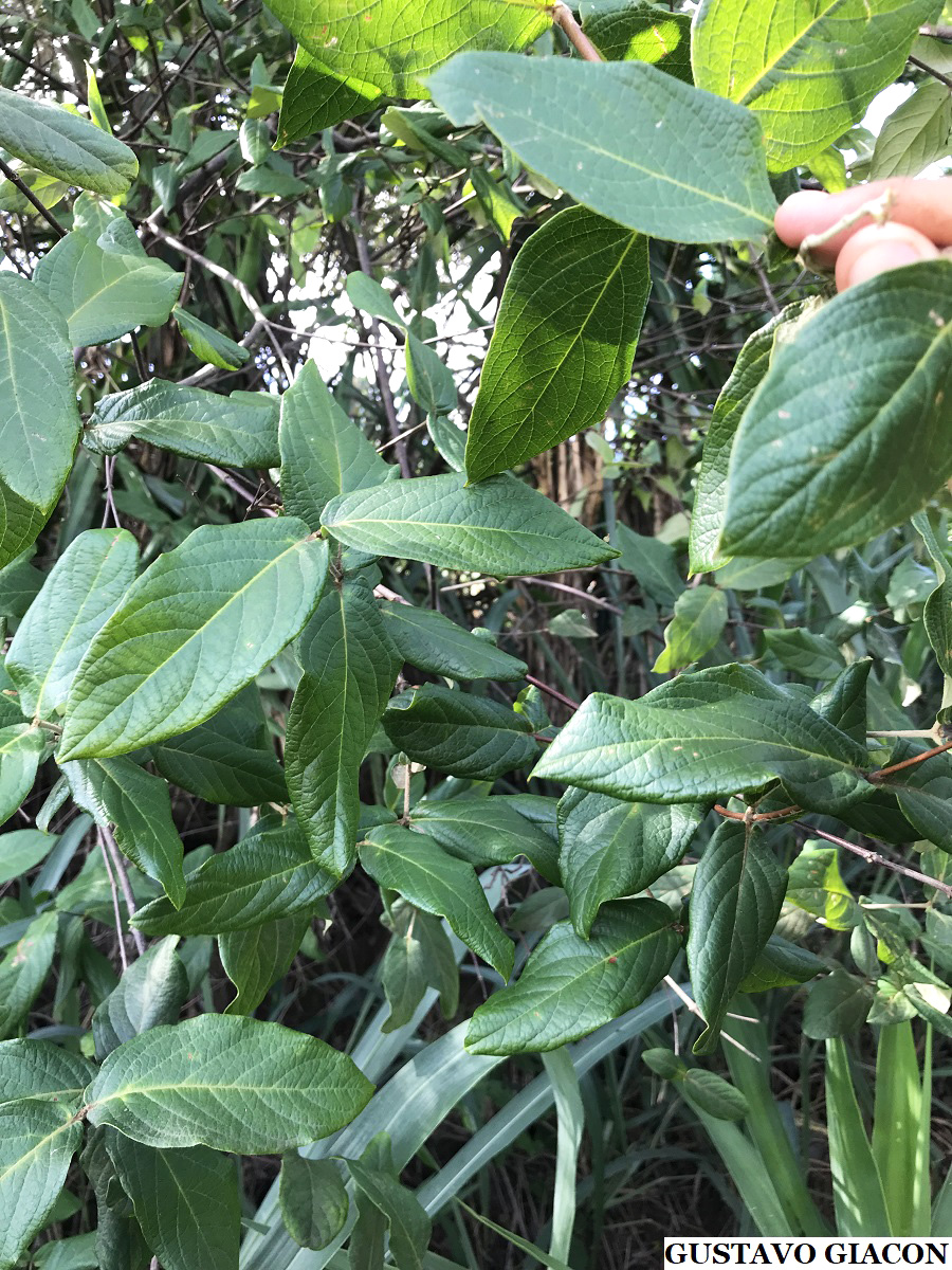 Viveiro Ciprest - Plantas Nativas e Exóticas: Planta Rubi de Holambra ...