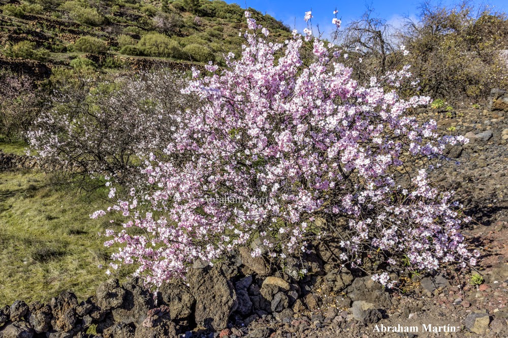 TENERIFE EN IMÁGENES: ALMENDROS EN FLOR, 2015 - LAS MANCHAS (SANTIAGO ...