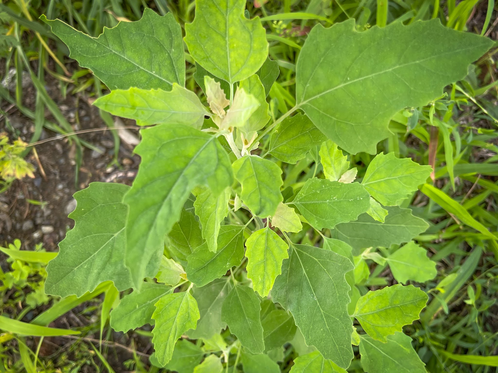 2021: My 14th Year of Digital Narcissism