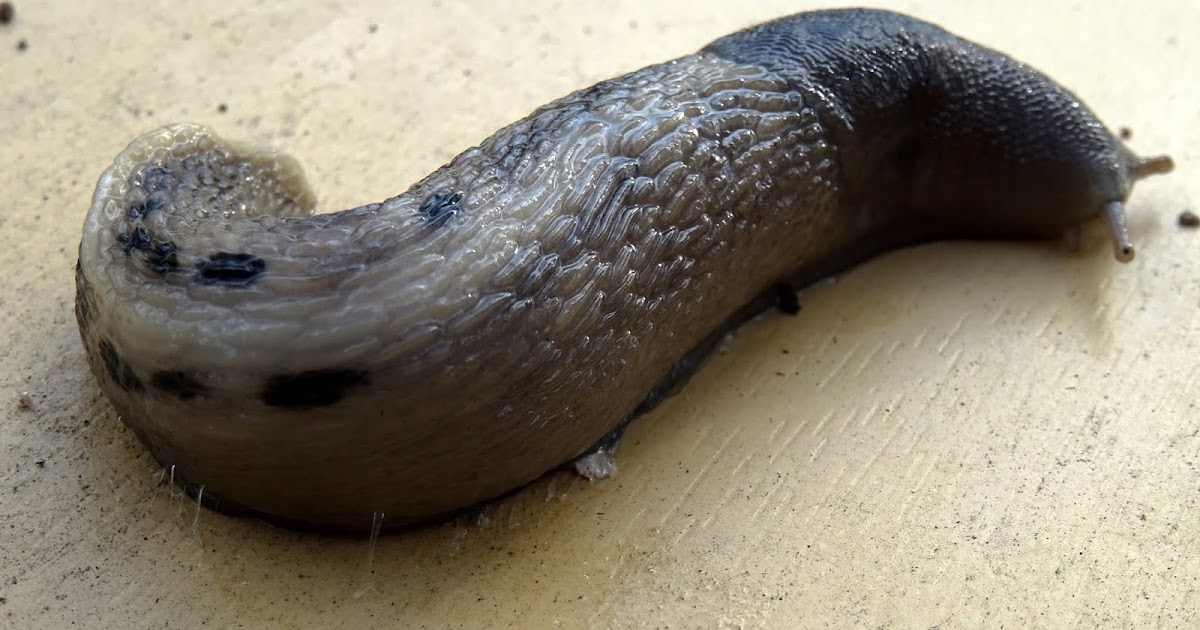 ANNEN LUONTOPÄIVÄKIRJA nature diary: UKKOETANA (Limax cinereoniger)