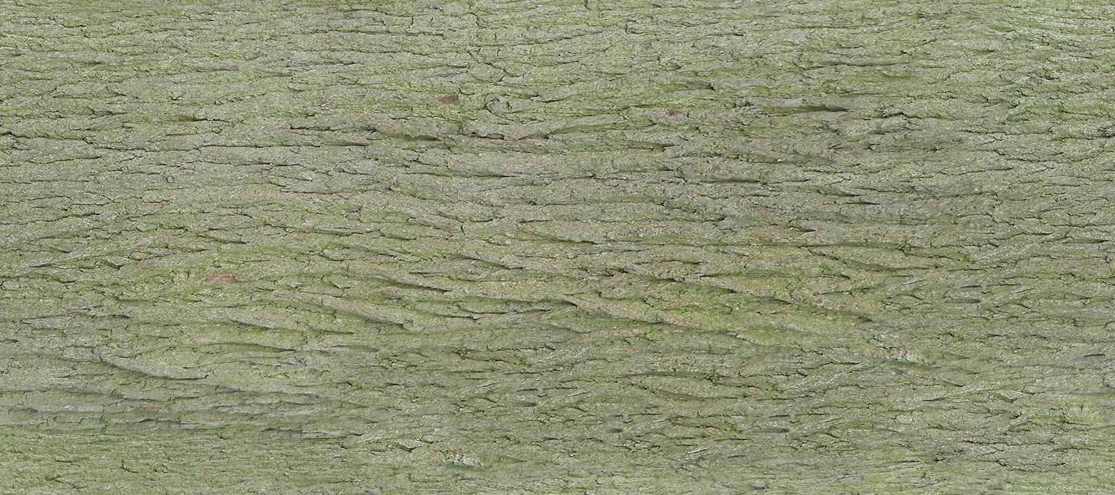 Seamless Tree Bark Texture + (Maps) | Texturise Free Seamless Textures ...