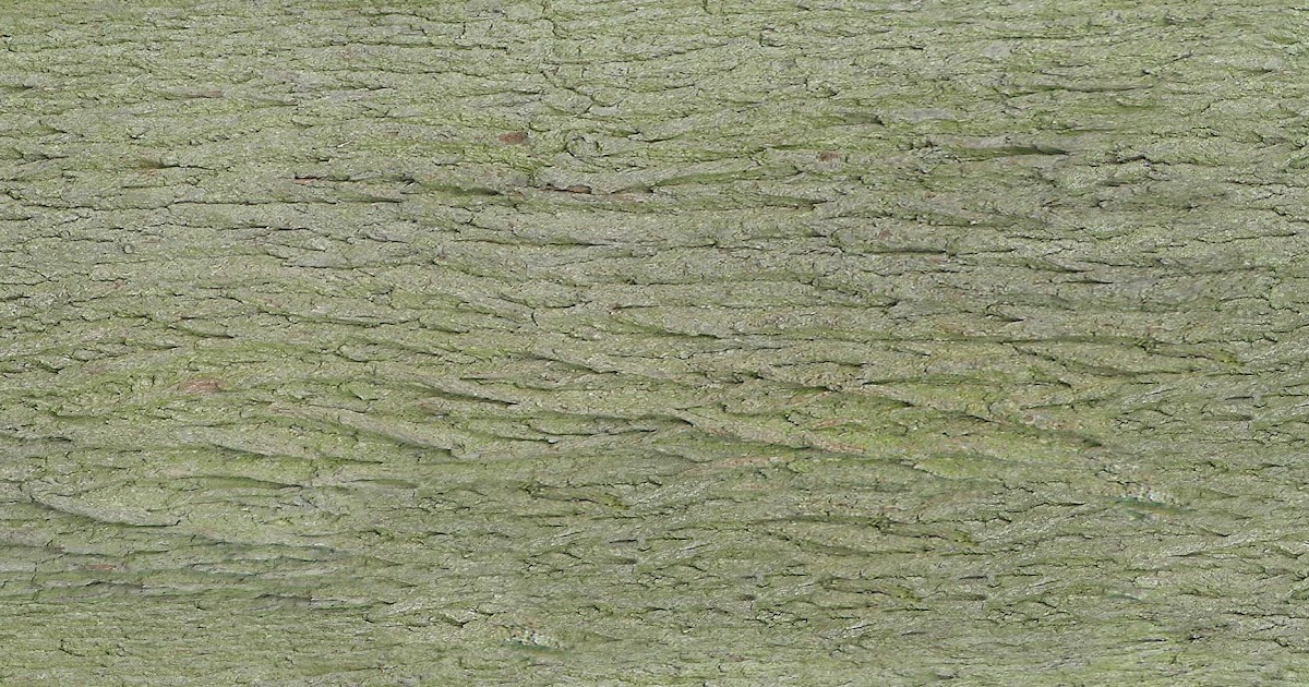 Seamless Tree Bark Texture + (Maps) | Texturise Free Seamless Textures ...