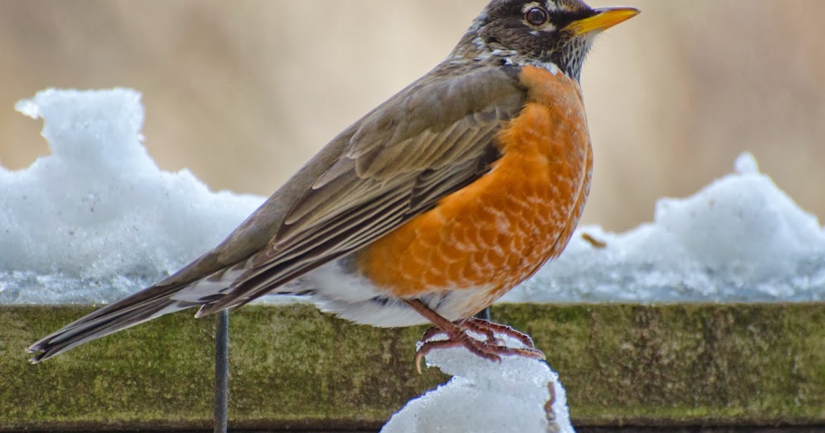 Urban Wildlife Guide: Winter Robin