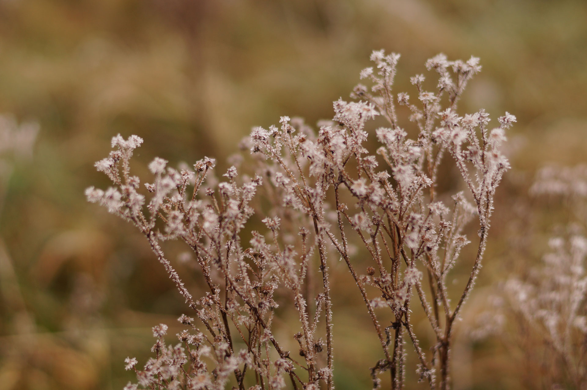 Frost pocket - Sophie in the Sticks