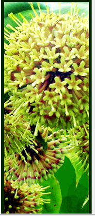 GAMBIER EXTRACT: Gambier Extract