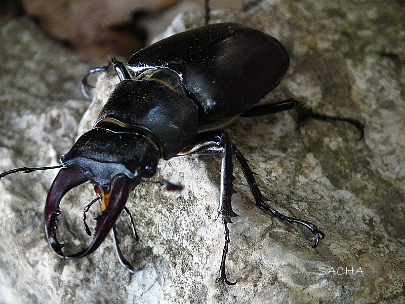 Un jour....Une photo !: Lucane