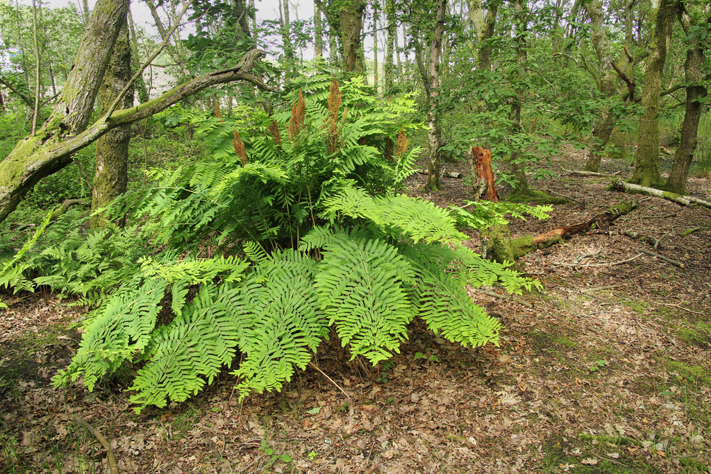 Gower Wildlife: Royal Fern