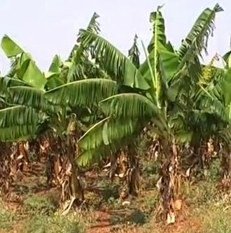 floridis: Musa acuminata (Grupa AAA) 'Dwarf Cavendish'