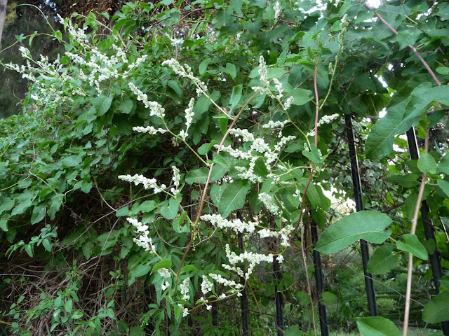 r o b i n 's y a r d: Fallopia baldschuanica (Polygonum baldschuanicum)