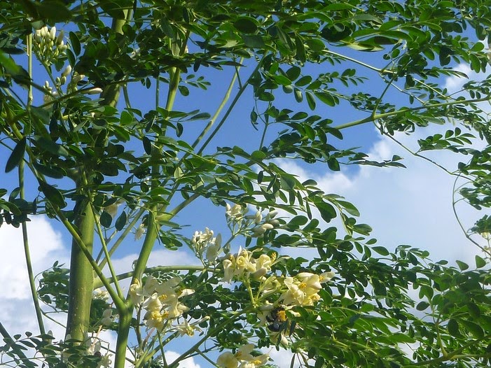 MORINGA: Growing Moringa Oleifera in Australia from Seeds. - Moringa ...