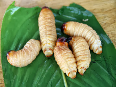 Galapagos Islands Information | Ecuador | Cruises | Tours: Exotic ...