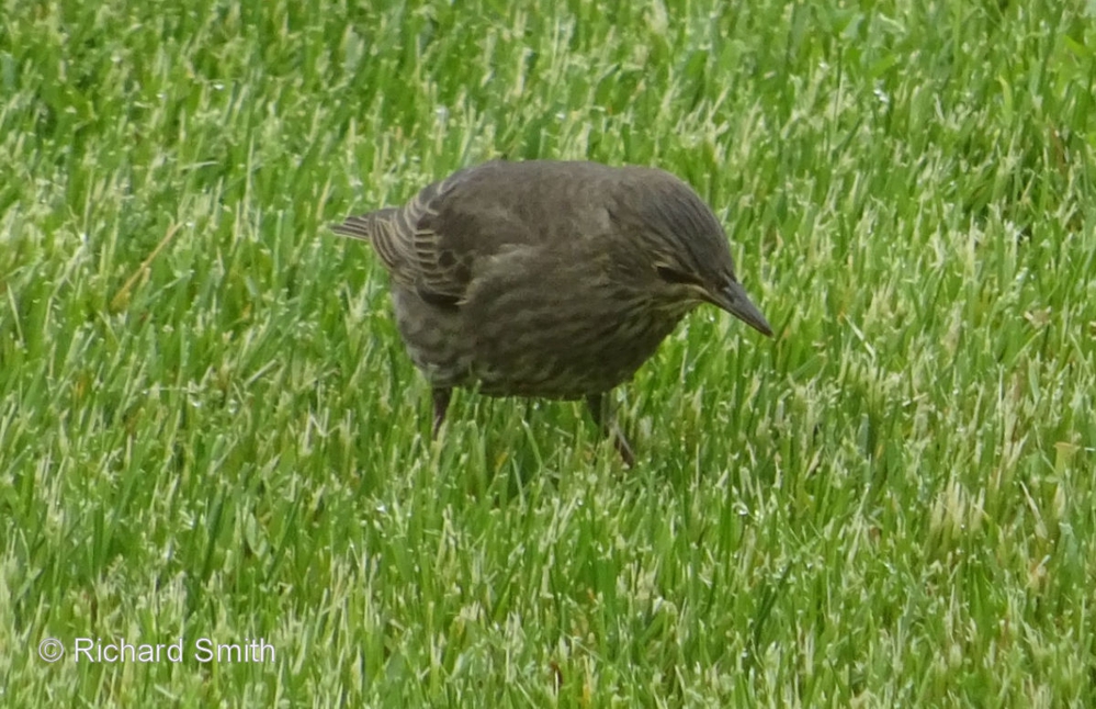 EUROPEAN STARLING