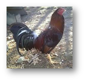 JI GALLOS: Historia del Gallo Kelso ...