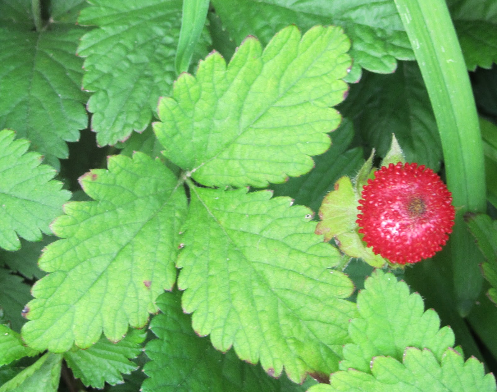 BarnBugStudio: WILD STRAWBERRIES