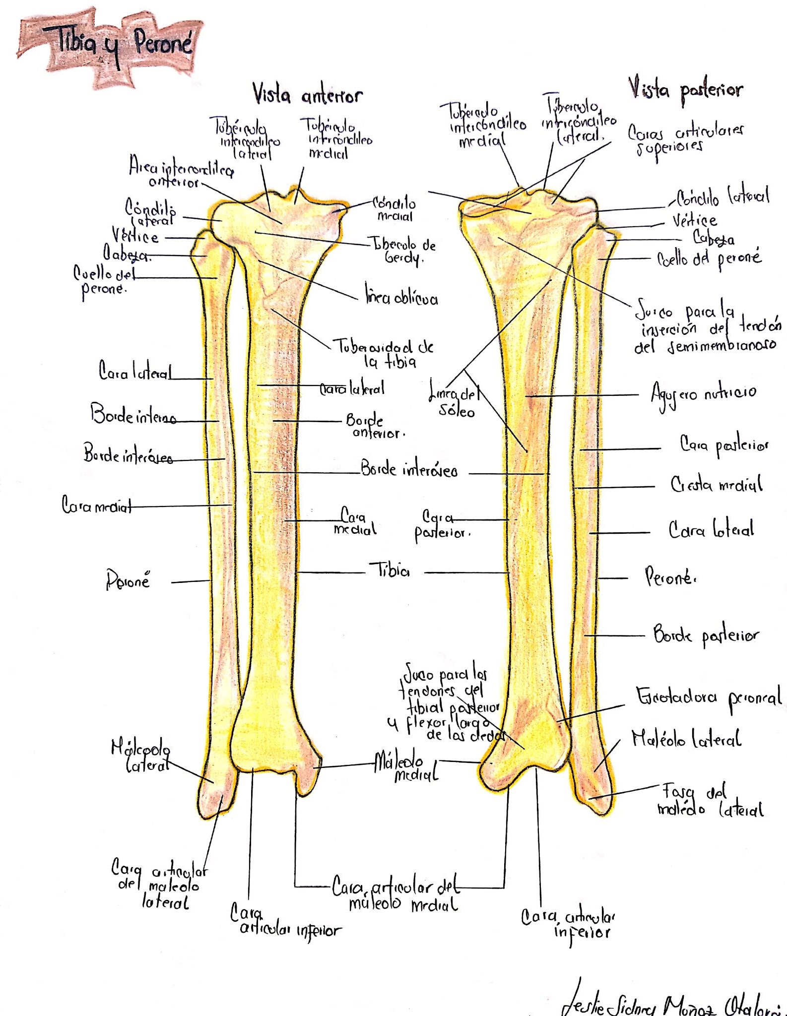 Estudios radiograficos miembros Inferiores