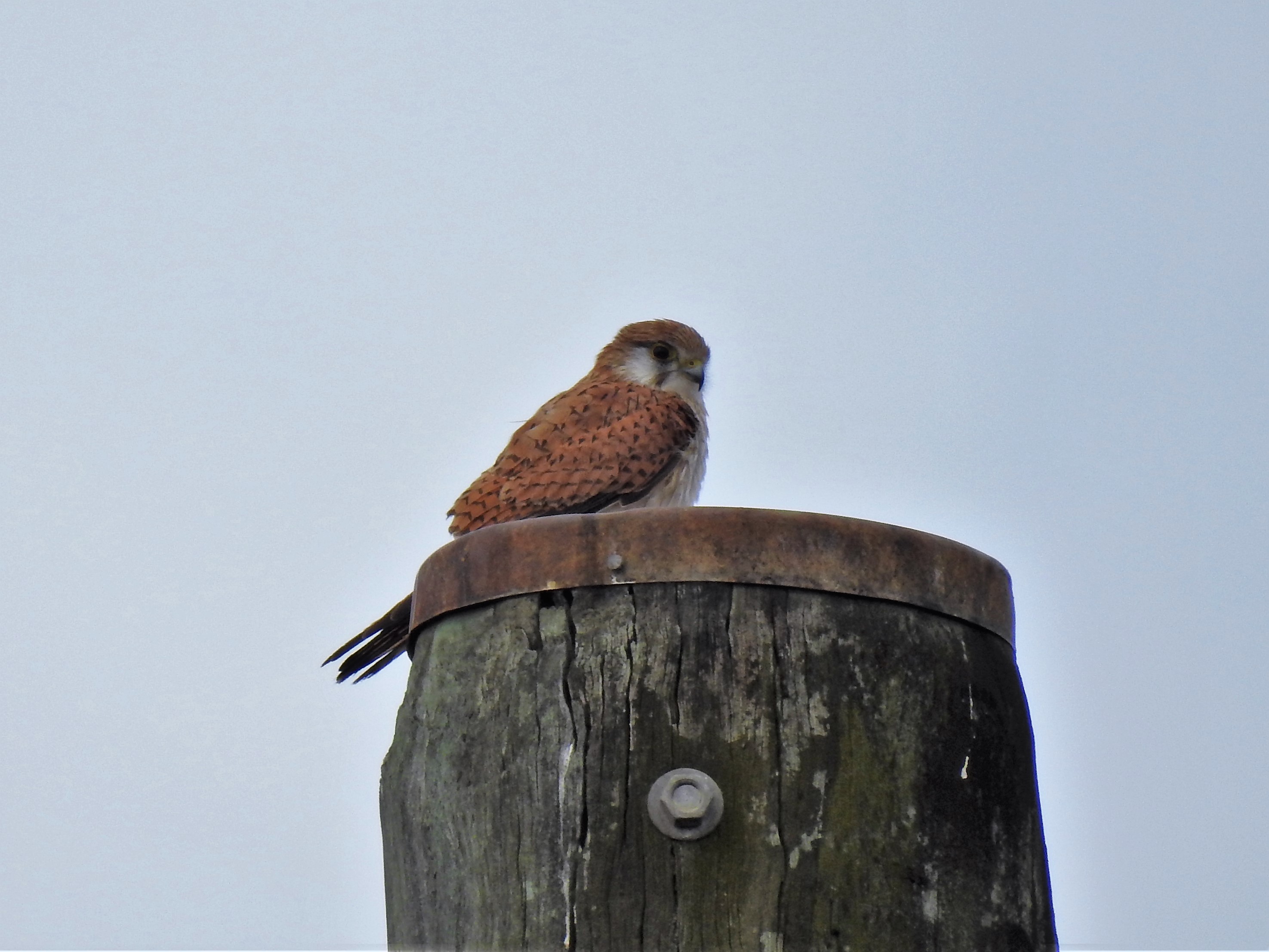 Birding - Tweed Heads - Australia: Tweed Bird List with Photos