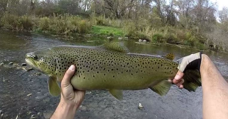 Western NY Fly Fishing: Brown Water - Brown Fish