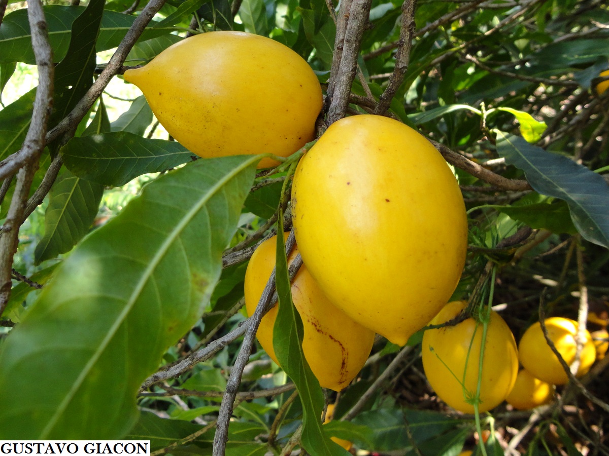 Viveiro Ciprest - Plantas Nativas e Exóticas: Abio Amarelo ( Pouteria ...