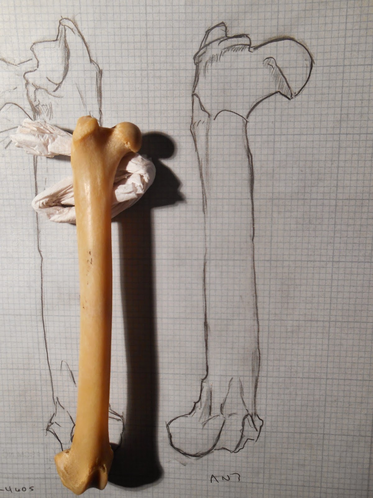 The Humble Act of Sketching: Modern Bobcat, Ancient Nimravid