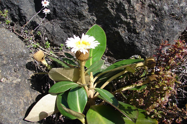 Trees For Canterbury