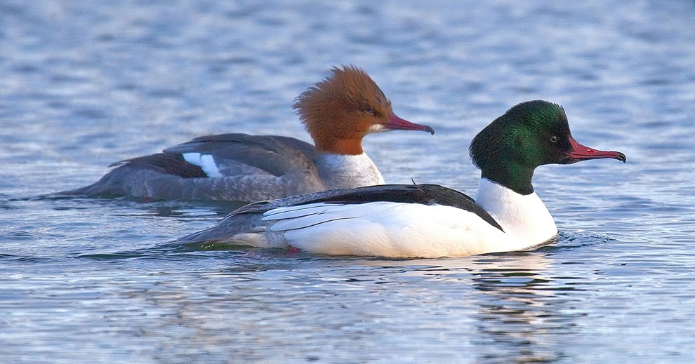 COMMON MERGANSER