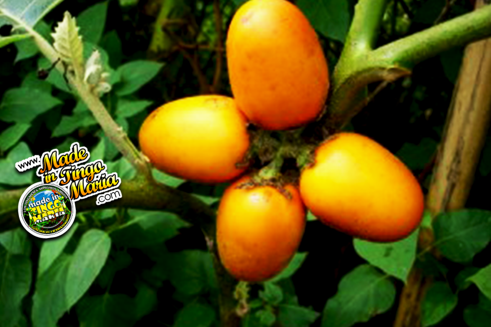 La cocona fruto amazónico con grandes propiedades nutricionales