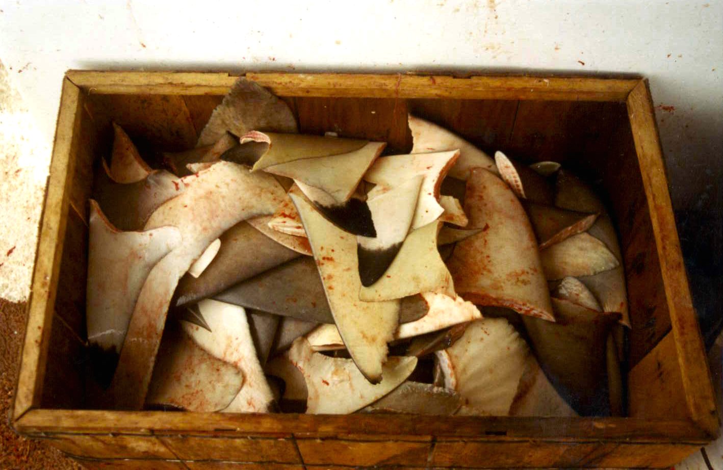 The Fisheries Blog: JAWS Returns: Signs of recovery in well-managed ...