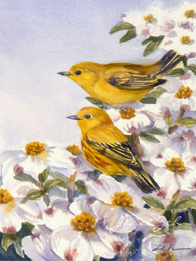 Janet Zeh Original Art Watercolor and Oil Paintings: Yellow Warbler ...