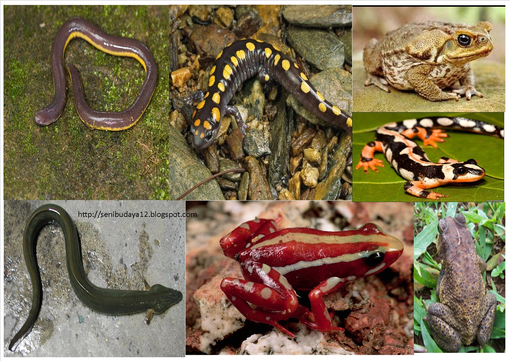 Hewan Amphibi beserta Ciri-cirinya dan penjelasan. - carasettingterbaru