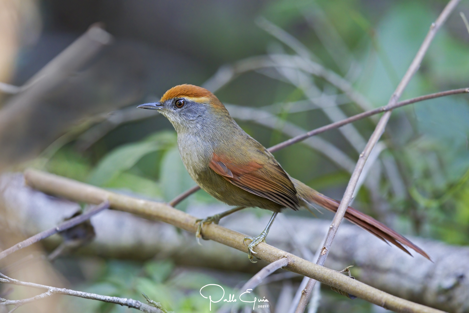 mis fotos de aves: Synallaxis ruficapilla Pijuí Corona Rojiza Rufous ...