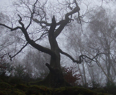 Something wicKED this way comes....: It's Arbor Day....go out and plant ...