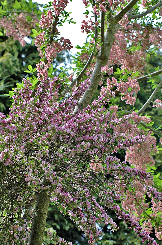 A Digital Botanic Garden: Adam's Laburnum, +Laburnocytisus adami, Fabaceae