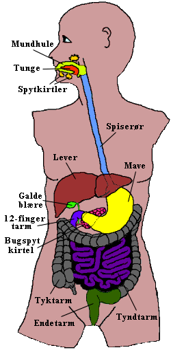 naturvidenskab G: Fordøjelsen