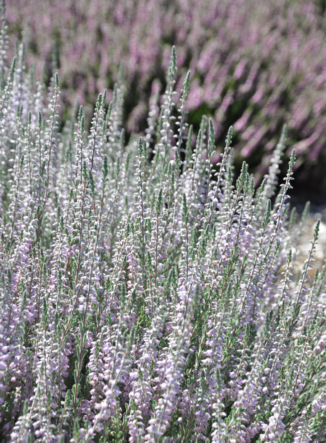 Three Dogs in a Garden: A Garden filled with Lavender & Heather
