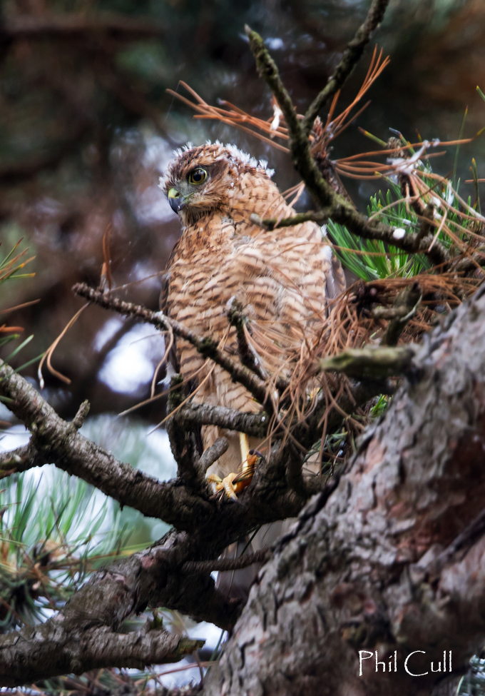 Phil Cull Wildlife Photography: 2019