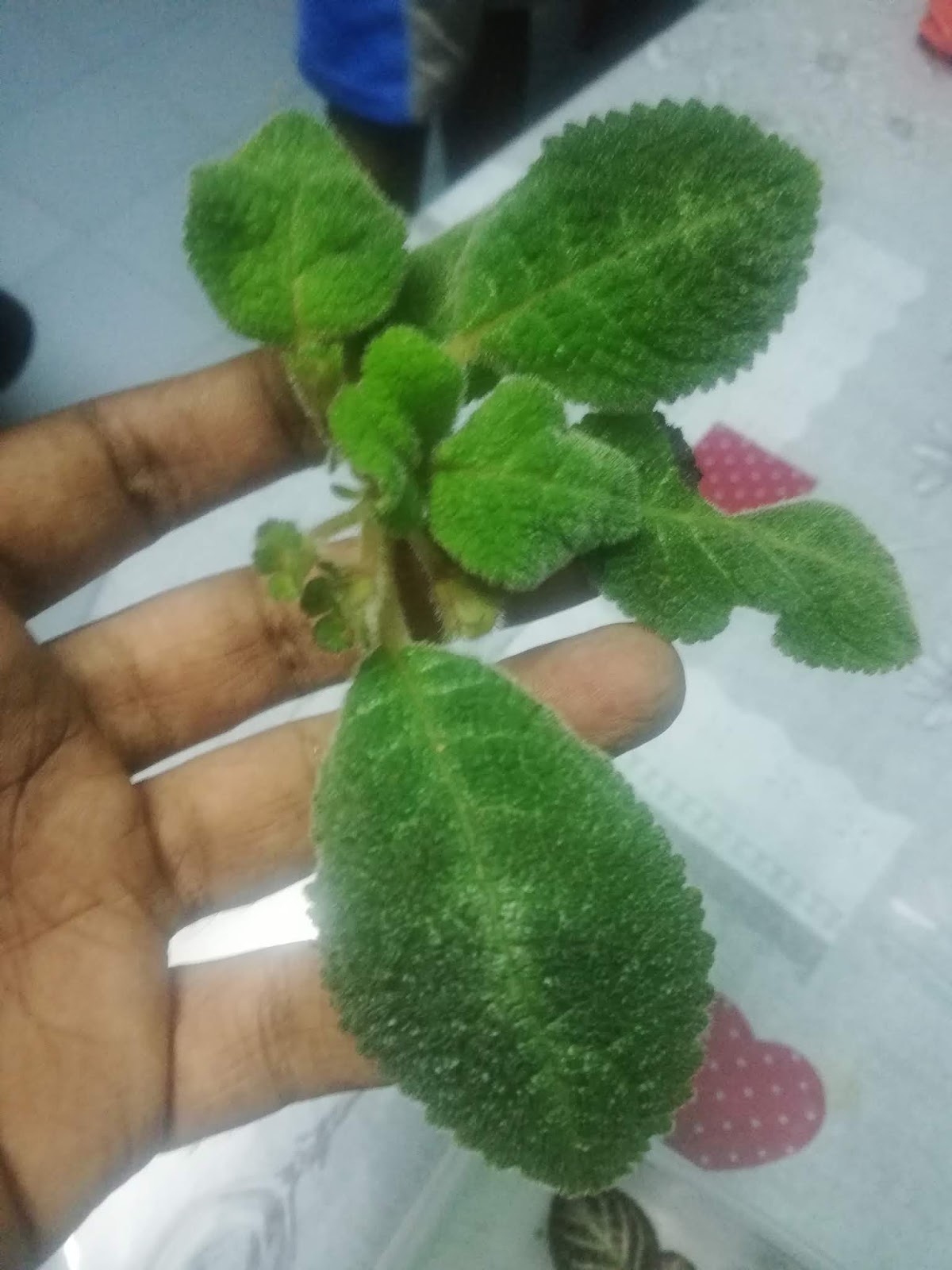 Garden Chronicles of James David: How to Care & Cultivate Episcia
