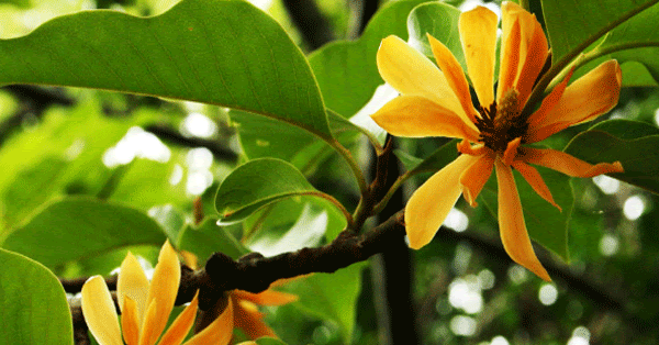 Paling Keren 13+ Foto Bunga Cempaka Kuning - Gambar Bunga Indah