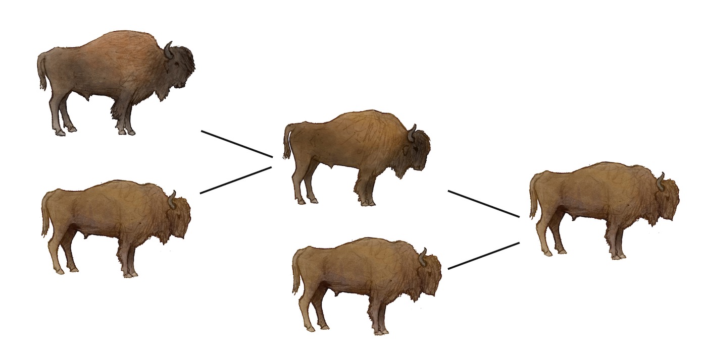 The Breeding-back Blog: Controlled hybridization for saving the wisent?
