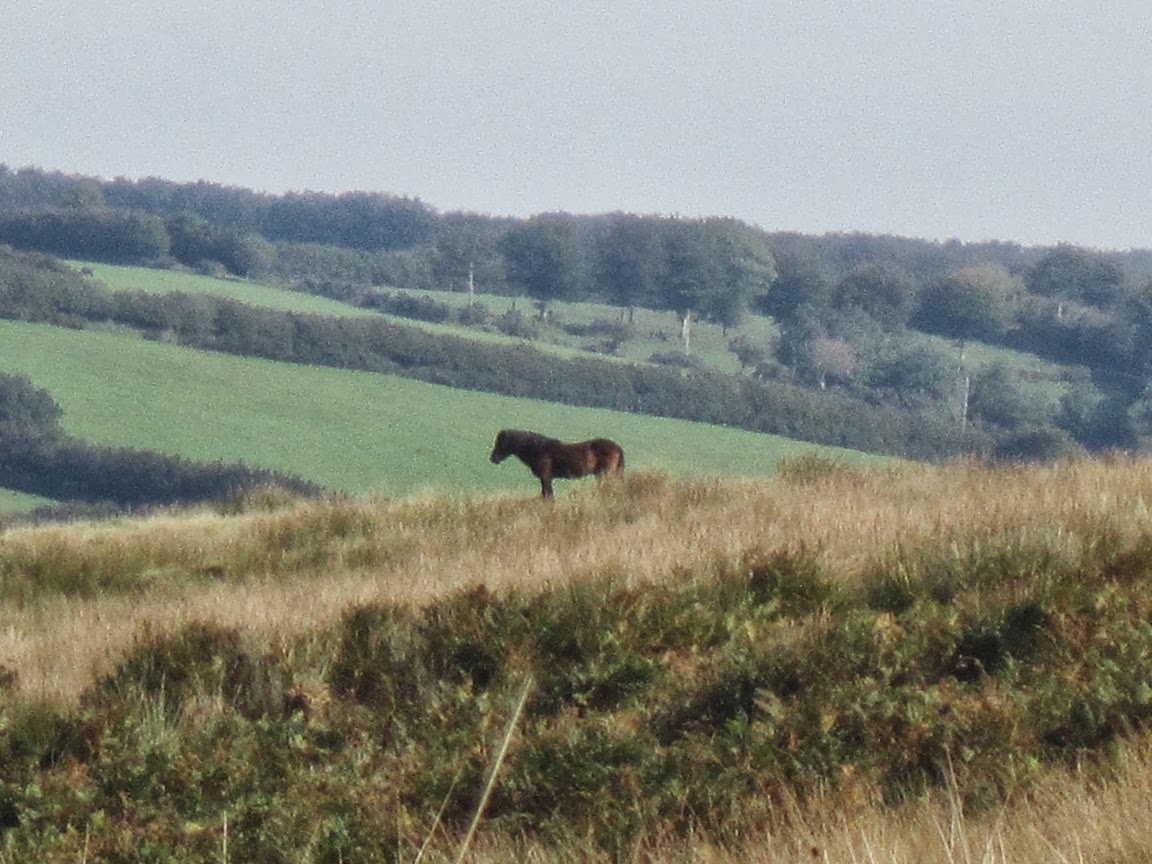 Exmoor Literary Walks: Hope Bourne, Walter Raymond, and Withypool - a ...