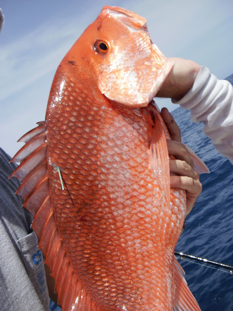 Deep Sea Fishing (with pics) ~ When 140 Characters Just Doesn't Cut It...