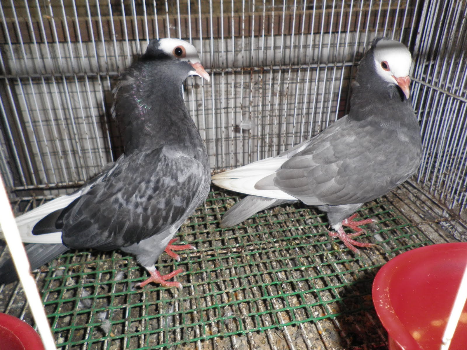Pigeon Kelantan