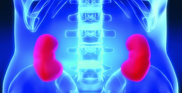 treatment for kidney disease: Stages of Kidneys Functional Decline